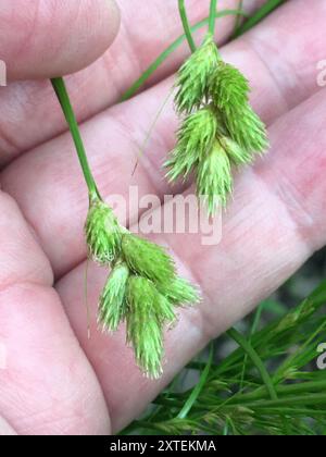 pointed broom sedge (Carex scoparia) Plantae Stock Photo - Alamy