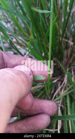 Weeping-grass (Microlaena stipoides) Plantae Stock Photo - Alamy