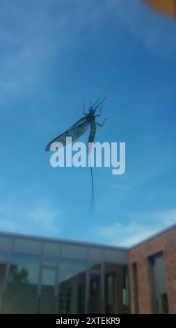 Green Drakes (Ephemera) Insecta Stock Photo - Alamy