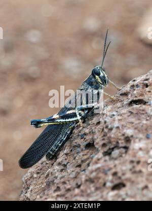 Painted locust (Schistocerca melanocera), North Seymour Island ...