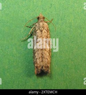 Pecan Bud Moth (Gretchena bolliana) Insecta Stock Photo - Alamy