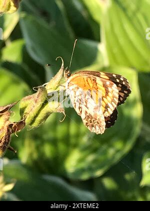 Gorgone Checkerspot (Chlosyne gorgone) Insecta Stock Photo - Alamy
