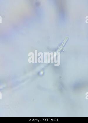 Foetid Parachute (Gymnopus foetidus) Fungi Stock Photo - Alamy