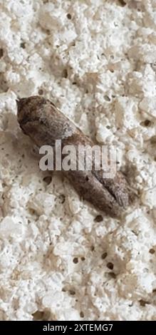 Blastobasid Moths (Blastobasidae) Insecta Stock Photo - Alamy