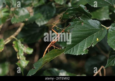 Giant Walkingstick (Megaphasma denticrus) Insecta Stock Photo - Alamy
