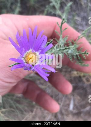 Tahoka daisy (Machaeranthera tanacetifolia) Plantae Stock Photo - Alamy
