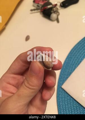 Common West Indian Bubble (Bulla occidentalis Stock Photo - Alamy