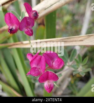 austral trefoil (Lotus australis) Plantae Stock Photo - Alamy