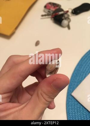 Common West Indian Bubble (Bulla occidentalis) Mollusca Stock Photo - Alamy