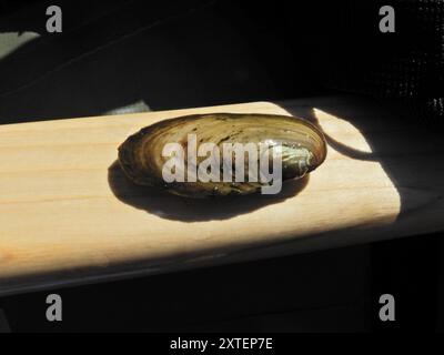 Western Floater (Anodonta kennerlyi) Mollusca Stock Photo - Alamy