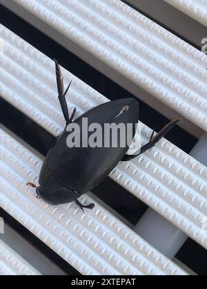 Giant Water Scavenger Beetle (Hydrophilus triangularis) Insecta Stock ...