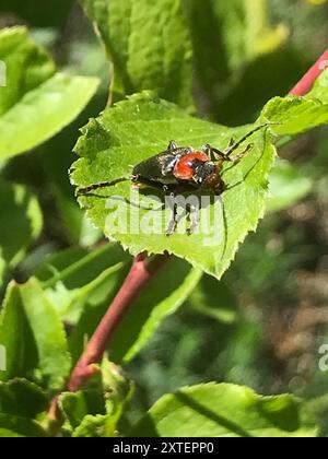 Dark Sailor Beetle (Cantharis fusca) Insecta Stock Photo - Alamy