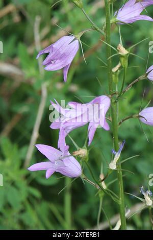 Rampion (Campanula rapunculus) Plantae Stock Photo - Alamy