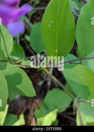 Sierra Nevada Peavine (Lathyrus nevadensis) Plantae Stock Photo - Alamy