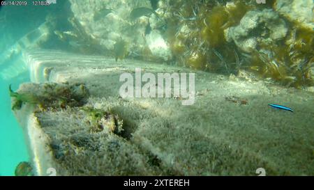 Neon Goby (Elacatinus oceanops) Actinopterygii Stock Photo - Alamy