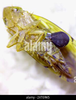 Pincer Wasps (Dryinidae) Insecta Stock Photo - Alamy
