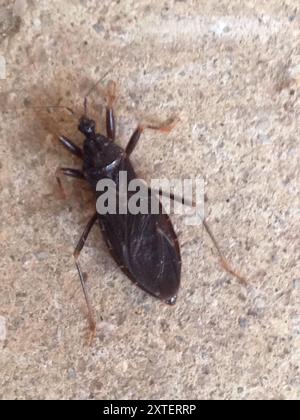 Masked Hunter (Reduvius personatus) Insecta Stock Photo - Alamy