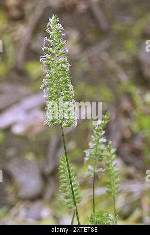 crested dogtail grass (Cynosurus cristatus) Plantae Stock Photo - Alamy