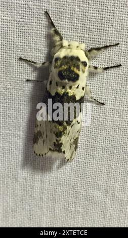 White Furcula Moth (Furcula borealis) Insecta Stock Photo - Alamy