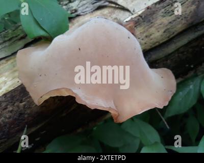 Jelly Tree Ear (Auricularia americana) Fungi Stock Photo - Alamy