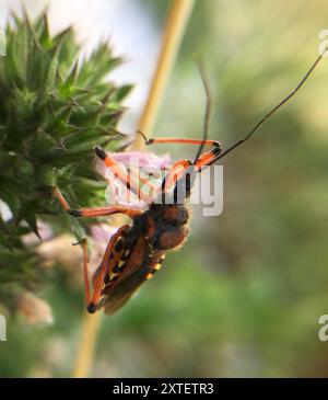 Flower Assassin Bugs (Rhynocoris) Insecta Stock Photo - Alamy