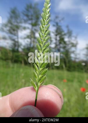 crested dogtail grass (Cynosurus cristatus) Plantae Stock Photo - Alamy