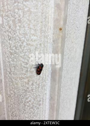 Common Froghopper (Cercopis vulnerata) Insecta Stock Photo - Alamy