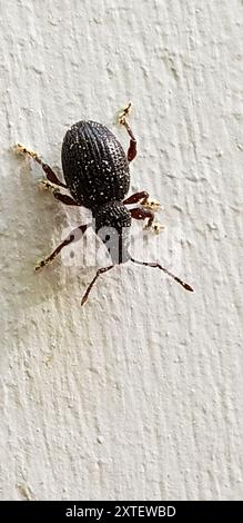 Strawberry Root Weevil (Otiorhynchus ovatus) Insecta Stock Photo - Alamy