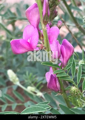 Boreal Sweet-vetch (Hedysarum boreale) Plantae Stock Photo - Alamy