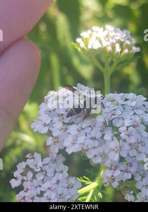 Smiling Mason Wasp (Ancistrocerus campestris) Insecta Stock Photo - Alamy