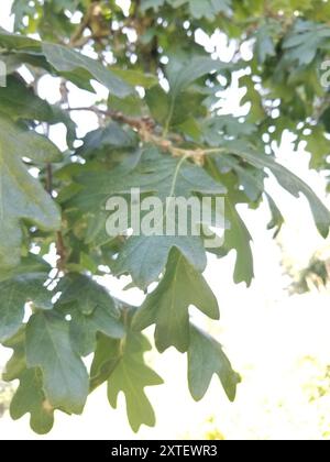 Oregon oak (Quercus garryana) Plantae Stock Photo - Alamy