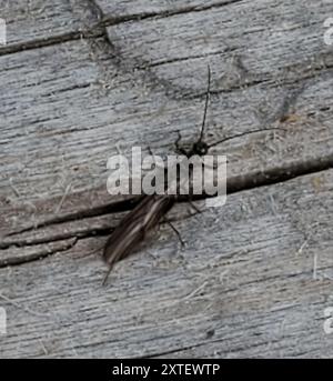 Small Winter Stoneflies (Capniidae) Insecta Stock Photo - Alamy
