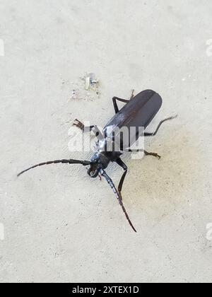 Palo Verde Root Borer (Derobrachus hovorei) Insecta Stock Photo - Alamy