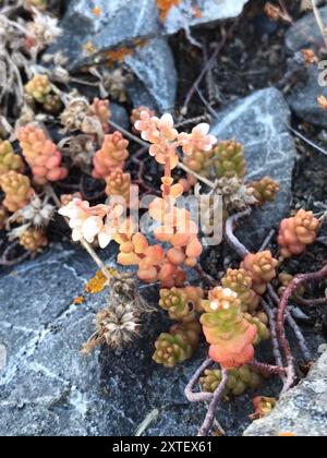 stonecrop family (Crassulaceae) Plantae Stock Photo - Alamy