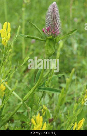 Red Trefoil (Trifolium rubens) Plantae Stock Photo - Alamy