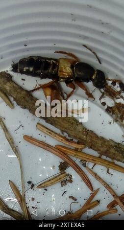 (Staphylinus caesareus) Insecta Stock Photo - Alamy