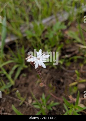 woodland stars (Lithophragma) Plantae Stock Photo - Alamy