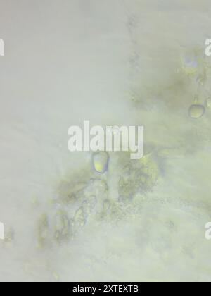 (Hydropus praedecurrens) Fungi Stock Photo - Alamy