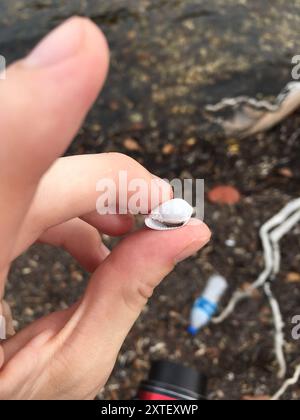 Coffee Bean Snail (Melampus coffea) Mollusca Stock Photo - Alamy