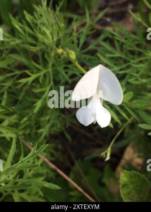 Hoarypeas (Tephrosia) Plantae Stock Photo - Alamy