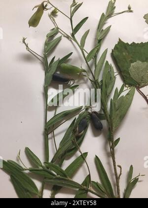 arrowhead rattlebox (Crotalaria sagittalis) Plantae Stock Photo - Alamy