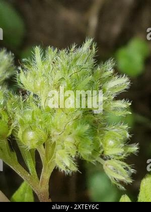 Pacific Waterleaf (Hydrophyllum tenuipes) Plantae Stock Photo - Alamy
