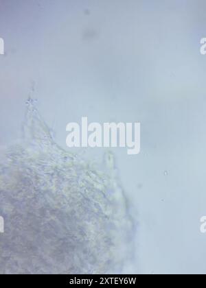 Foetid Parachute (Gymnopus foetidus) Fungi Stock Photo - Alamy