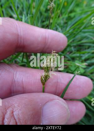 oval sedge (Carex leporina) Plantae Stock Photo - Alamy