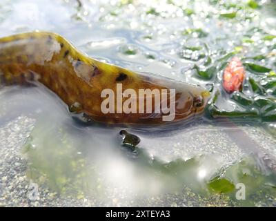 Penpoint Gunnel (Apodichthys flavidus) Actinopterygii Stock Photo - Alamy