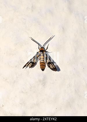 Hübner's Wasp Moth (Amata huebneri) Insecta Stock Photo - Alamy