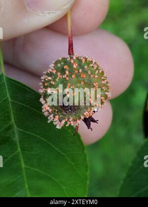 quince rust (Gymnosporangium clavipes) Fungi Stock Photo - Alamy