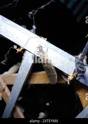 Spring Fishfly (Chauliodes rastricornis) Insecta Stock Photo - Alamy