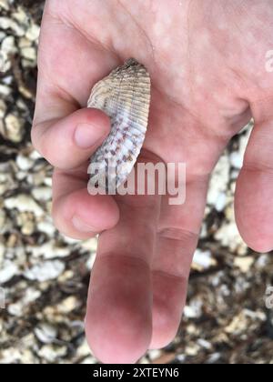 Turkey Wing (Arca zebra), Mollusca, Morón, CU-CA, CU Stock Photo - Alamy