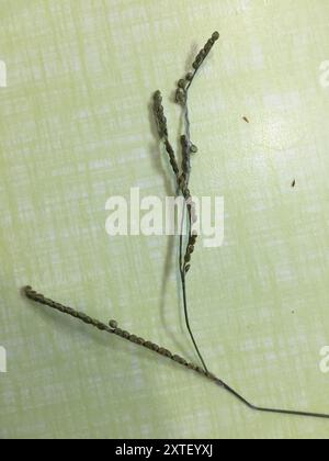 (Paspalum laeve laeve) Plantae Stock Photo - Alamy